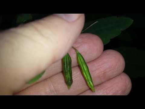 Seed Pod Exploding (slow motion) orange jewelweed Impatiens capensis ...
