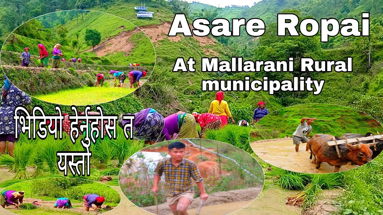 Ropai at Hill region of Nepal |Rice cultivation || At Mallarani Rural ...