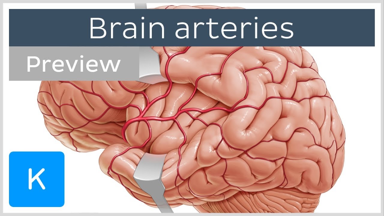 Arteries of the brain: lateral and medial views (preview) - Human ...