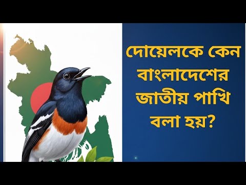 দোয়েলকে কেন বাংলাদেশের জাতীয় পাখি বলা হয়?।।Why Magpie the national ...