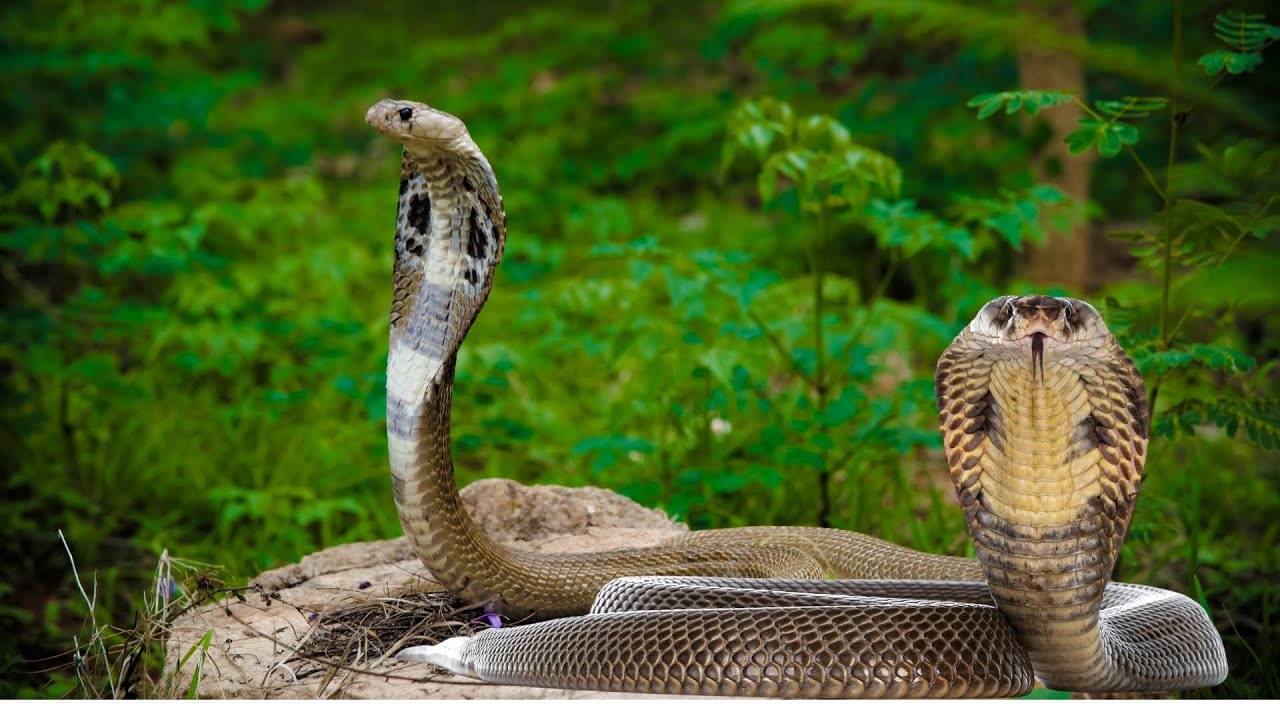 Cobra Snakes: The Silent Assassin of the Green Jungle | World of ...