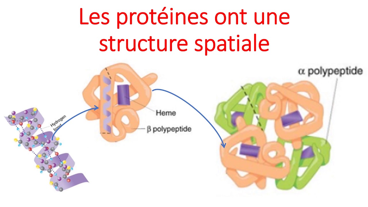 Les protides - YouTube