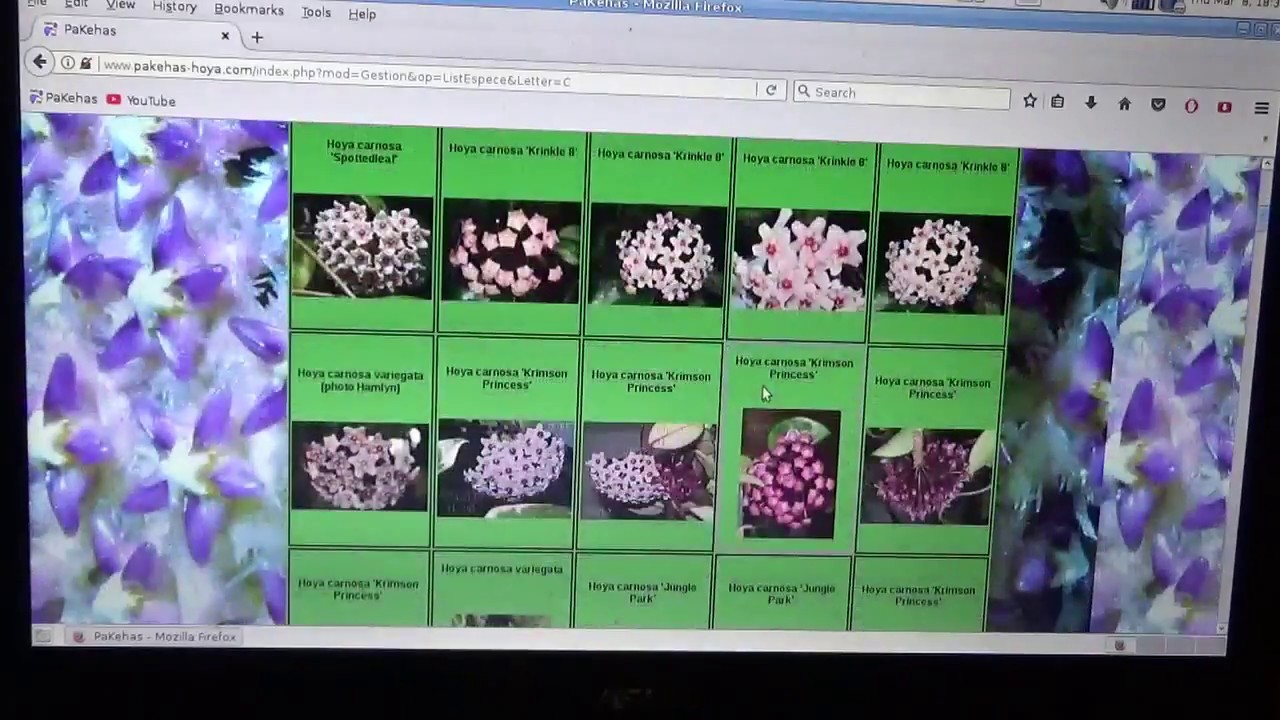 Где быстро взять информацию о хойях. PaKeha's Hoya - YouTube