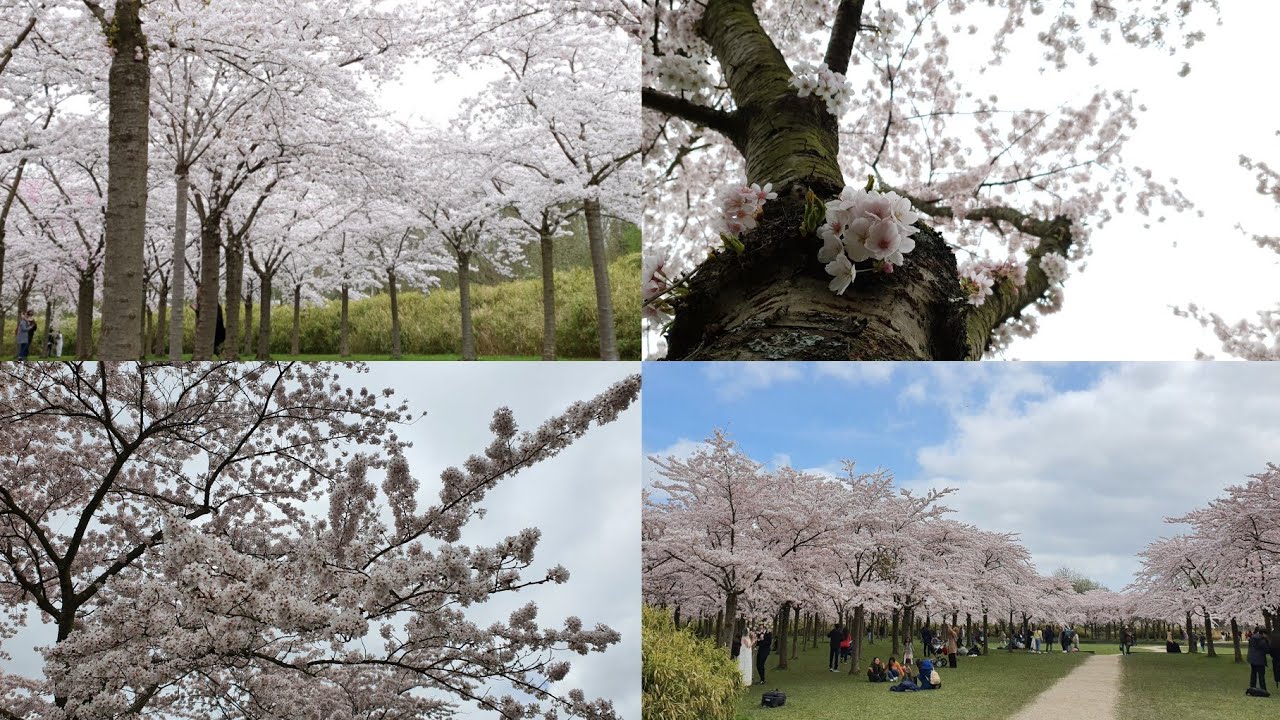 🇳🇱 Cherry Blossom in Amsterdam | Bloesempark | Sakura Park | Spring in ...