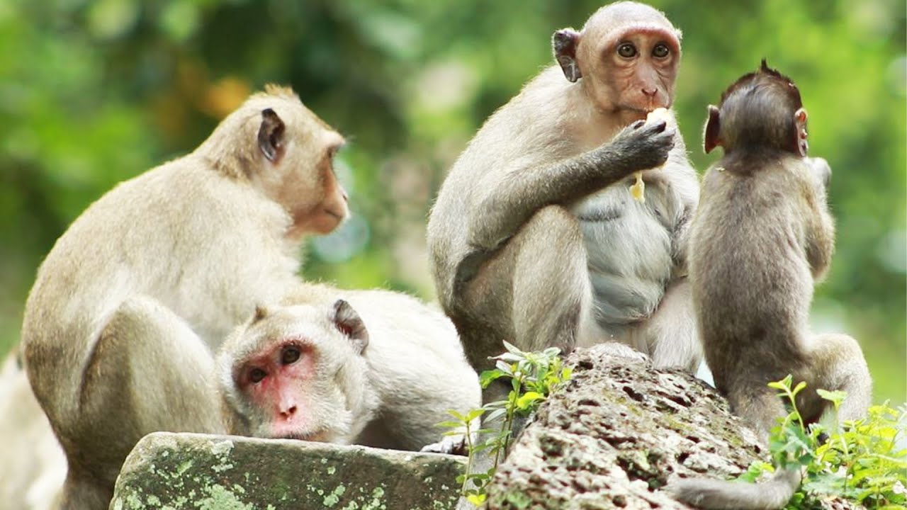 Monkey Jane And Roy Monkey - Monkey Jinx on August 26,2022,G-Maz..641 ...