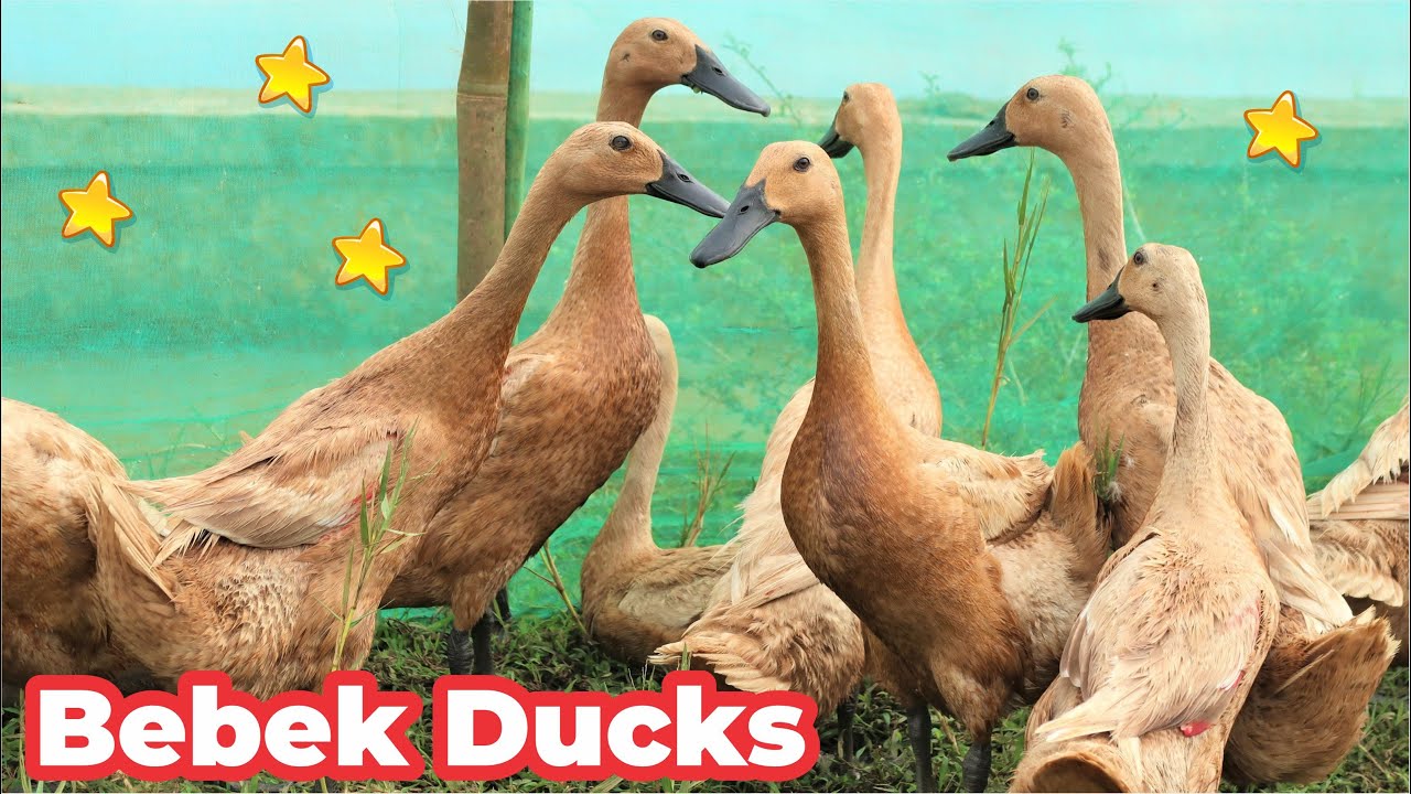 Bebek ~ Bebek Berenang Banyak Sekali , Bebek Angsa Nangis , Duck ...