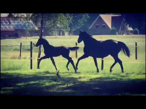 HF v Lividon GPF x St Barth - YouTube