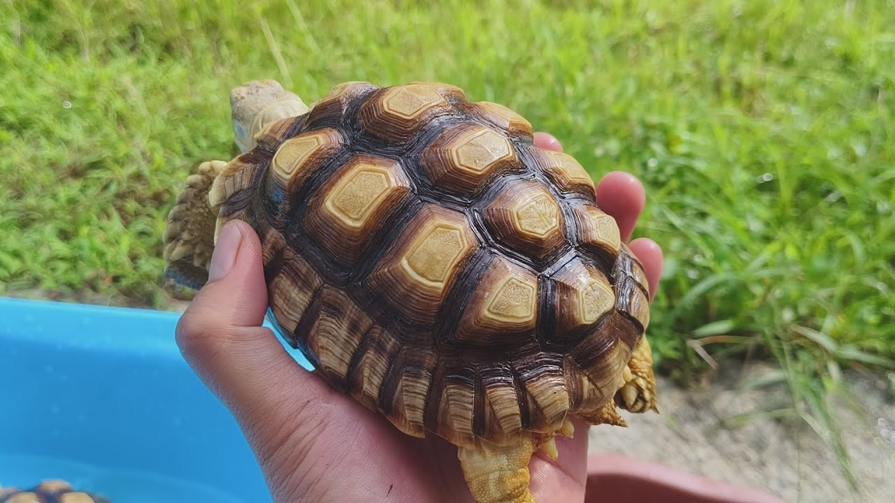 TIPS PEMULA NYARI SULCATA YANG CEPET BESAR - YouTube