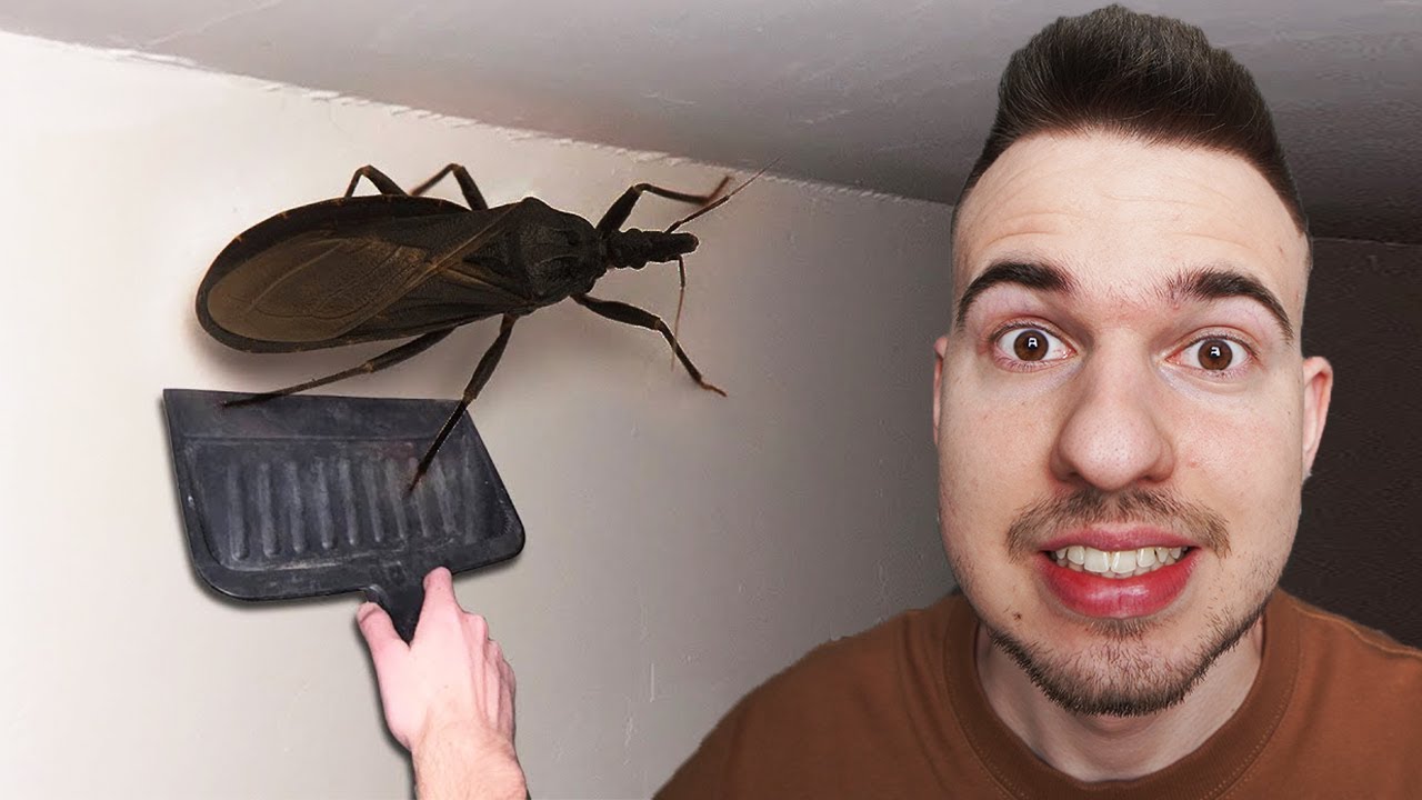 EZ A HATALMAS BOGÁR BEREPÜLT A SZOBÁMBA... - YouTube