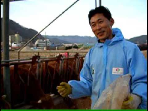 Korean cow keeper, Lee changseob, Uri cow farm - YouTube
