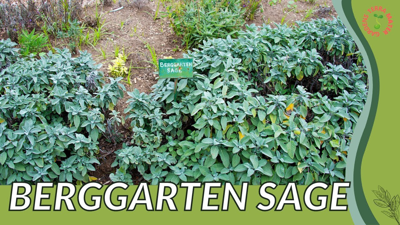 BERGGARTEN SAGE Information, Description & More! (Salvia officinalis ...