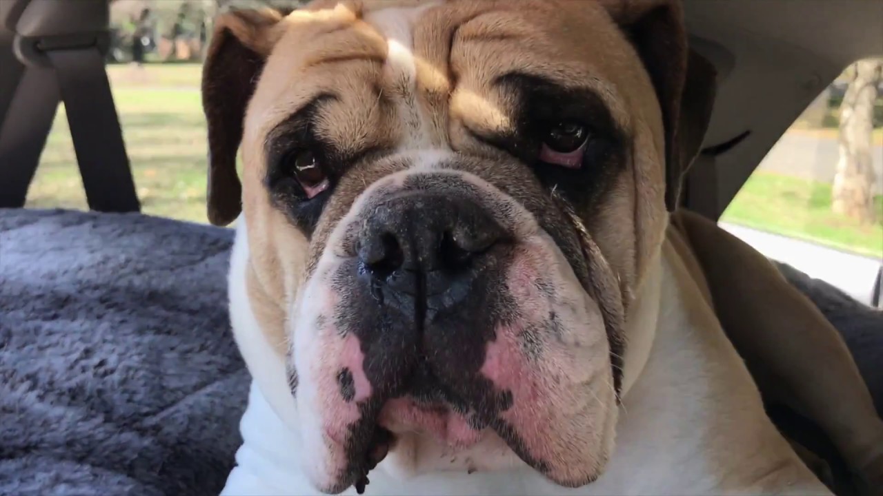 Funny English Bulldog Loves Camping, Dozer Does Episode 8 - YouTube