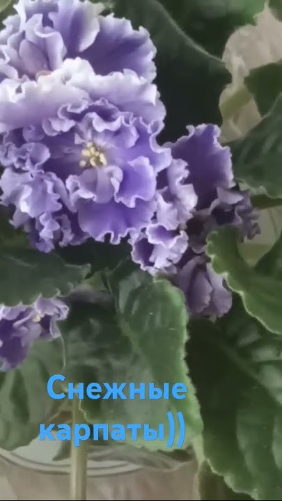 # фиалка снежные карпаты красота))) - YouTube