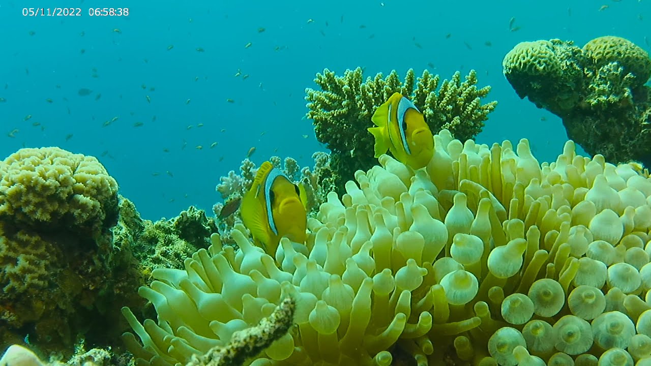 Scuba diving Dahab Egypt November 2022 - YouTube