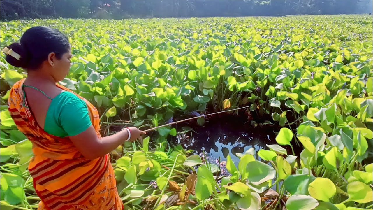 fish catching video // Fishing in pond with fishing rod // PM Desi ...