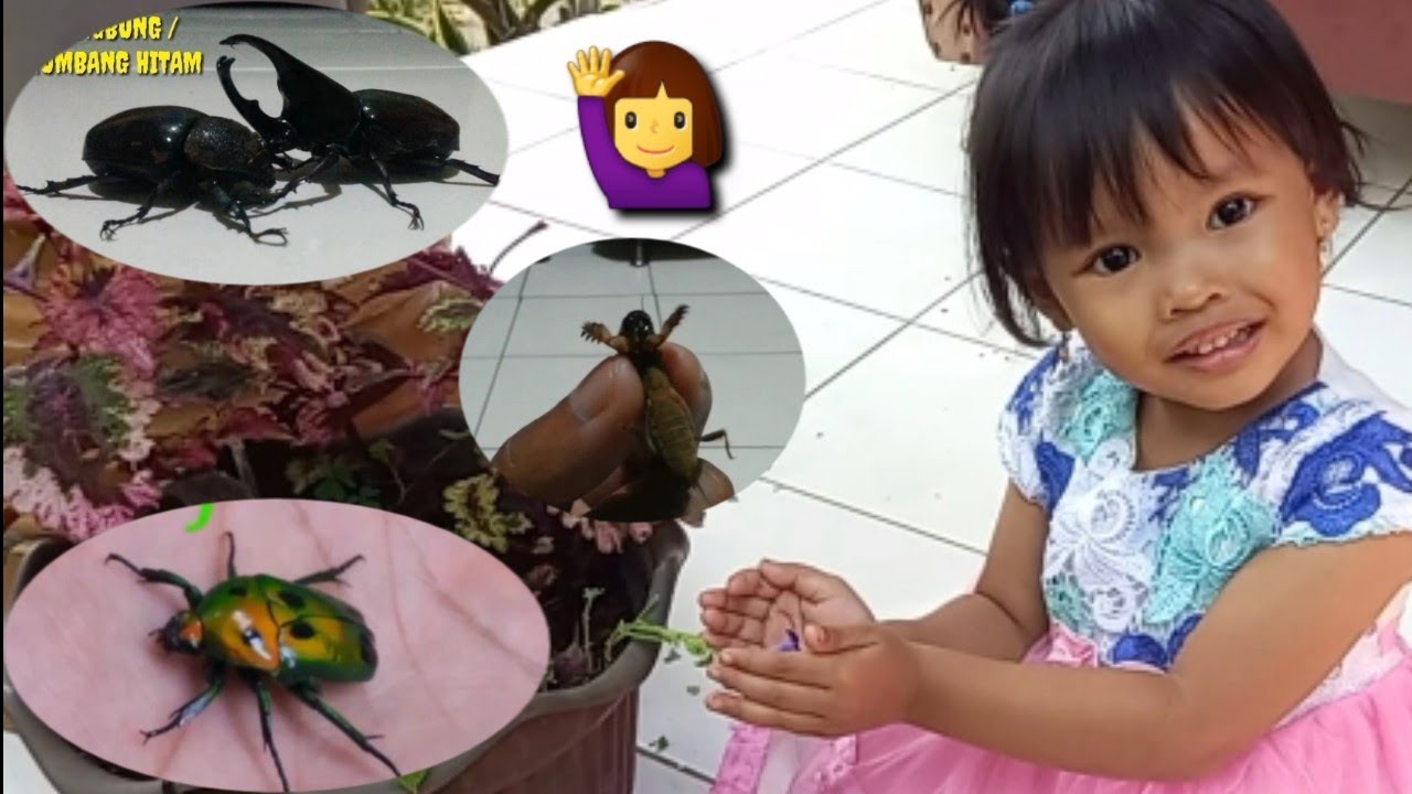 Anak Lucu Bermain dengan Hewan Langka (Bangbung, Gaang/Anjing Tanah ...