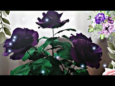 How to make flowers with satin ribbons?|DIY|- Atlas lentlərlə qızıl güllərin hazərlanması |DIY|