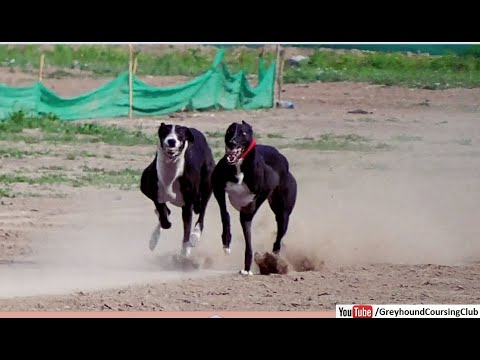 greyhound racing competition at its best - YouTube