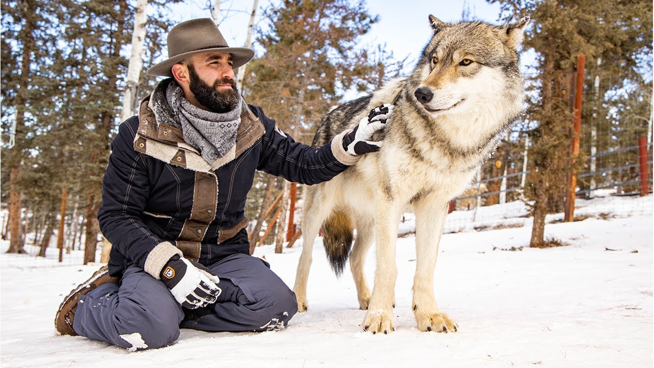 Protect Colorado's Wolves: Take Action NOW! - YouTube