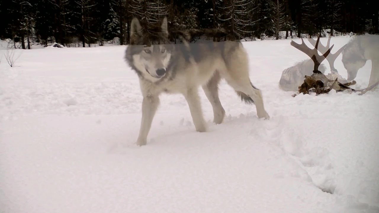 Four Wolves Devouring Moose Skull - YouTube