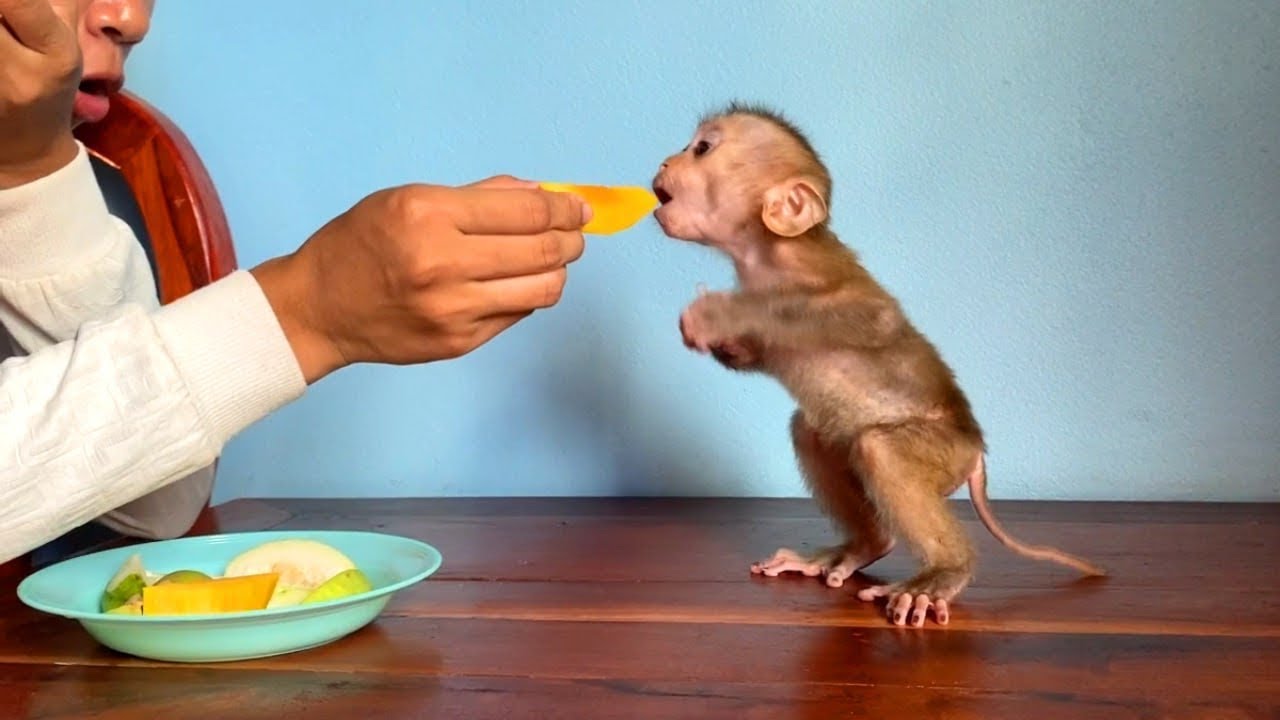 Lil Tourtour Funni Eating His Yummy Snack With mommy - YouTube