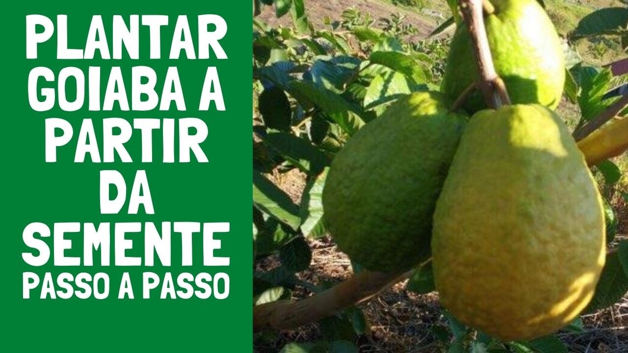 Como plantar goiaba a partir da semente (passo a passo) - YouTube
