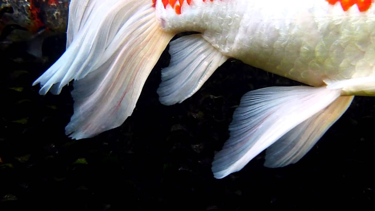 Fish TV HD One Hundred Seventy Four - YouTube