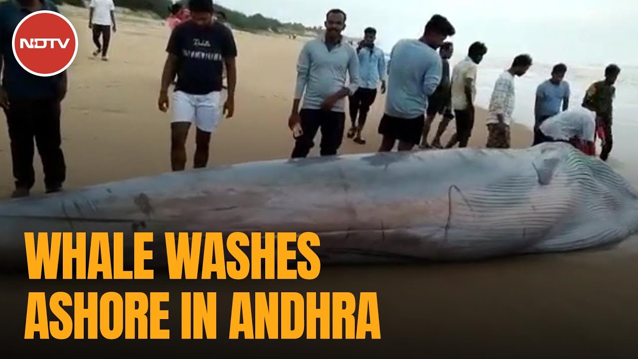 Watch: Blue Whale Washes Ashore In Rain-Hit Andhra Pradesh - YouTube