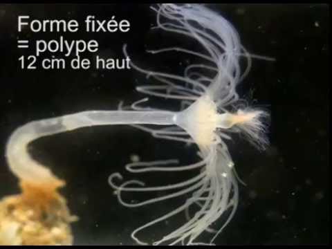 solitary hydroid (Corymorpha nutans) - YouTube