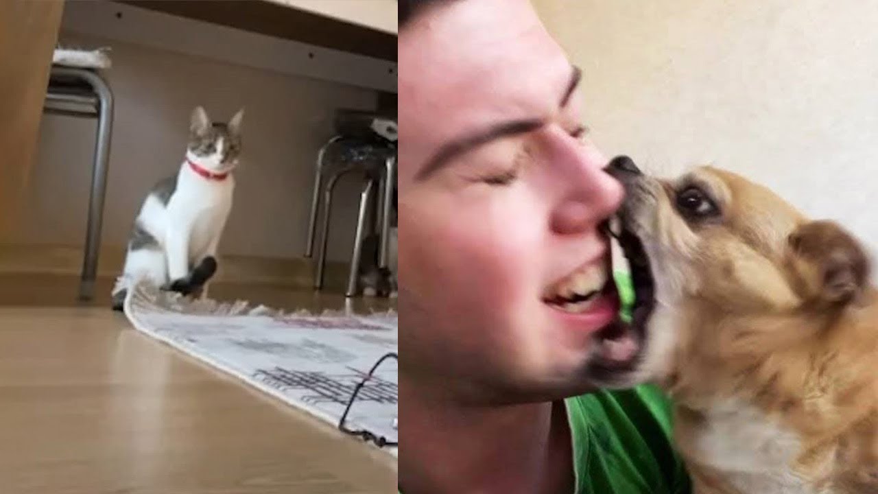 Cats and Dogs Attacks - Cats Reaction Compilation | Top Funny Cats ...
