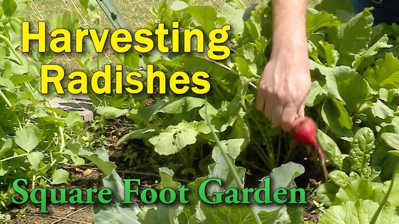 Harvesting Radishes in the Square Foot Garden – This Week in the Garden ...
