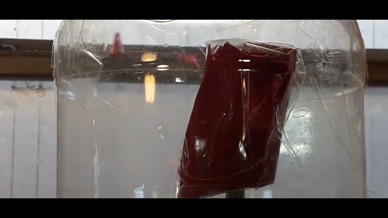 The Beast's Flower 🥀 - hand-crafted replica - YouTube