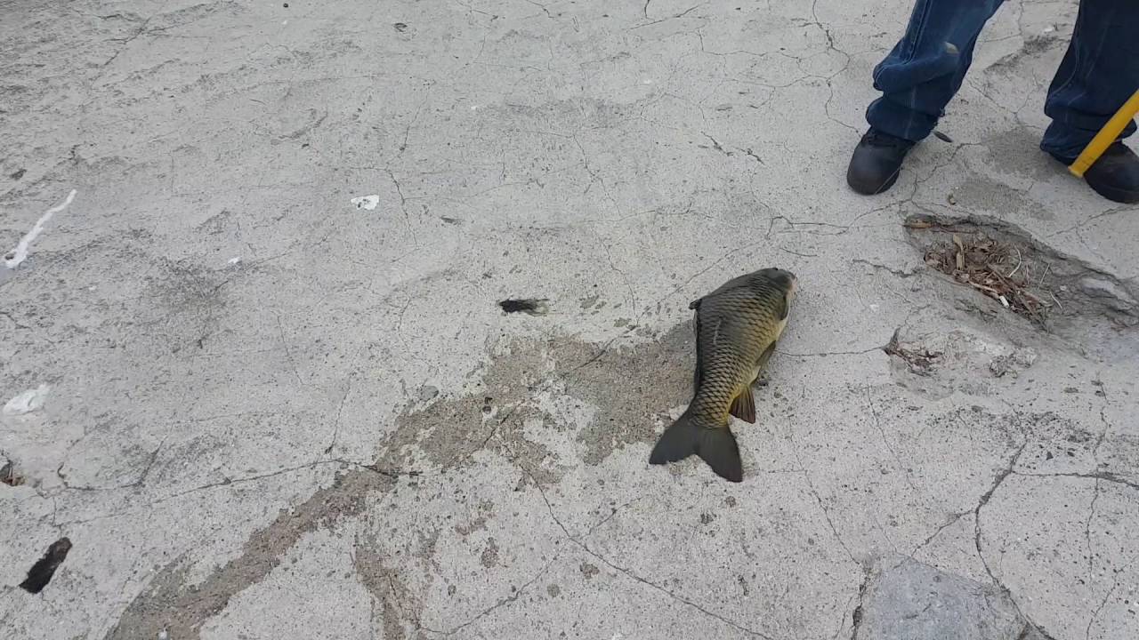 LA River fishing Sunday July 10th! Big river carp! - YouTube