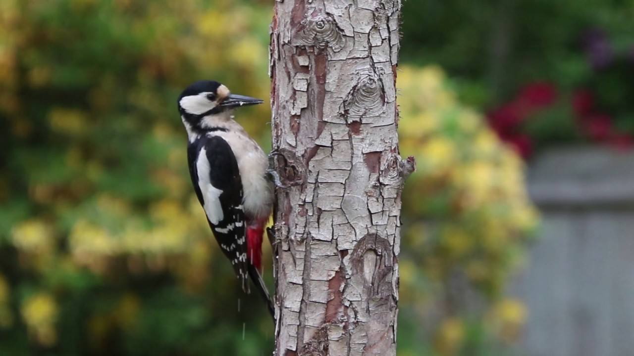 Woodpecker - relaxing nature animals video and sounds for pets - YouTube