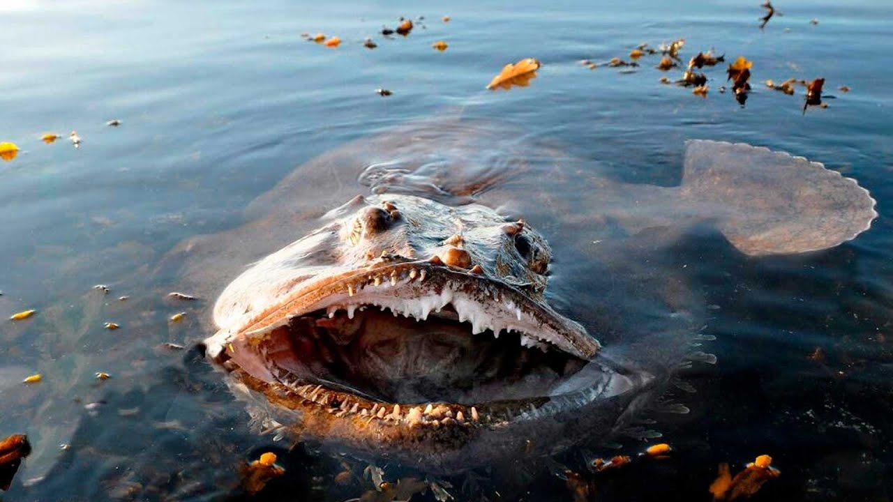 Las criaturas marinas más extrañas del mundo - YouTube