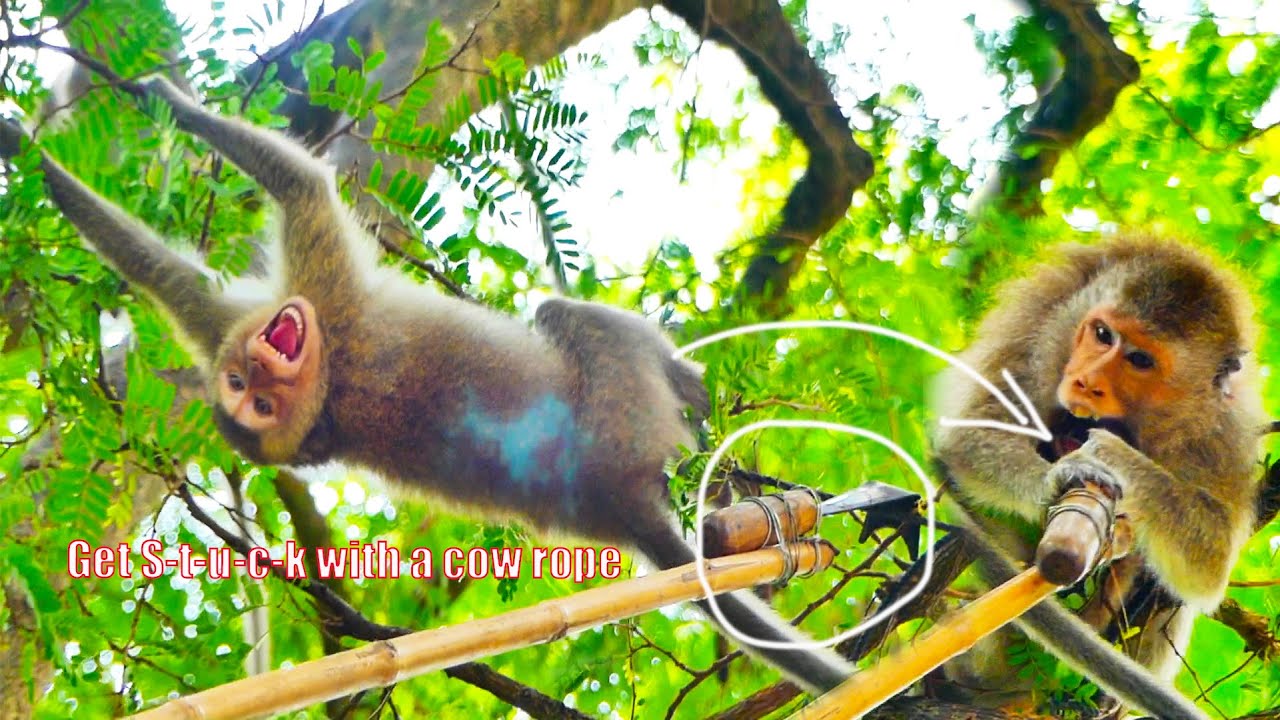 S😭ad Video clip... Rescued A little baby monkey getting s-t-u-c-k with ...