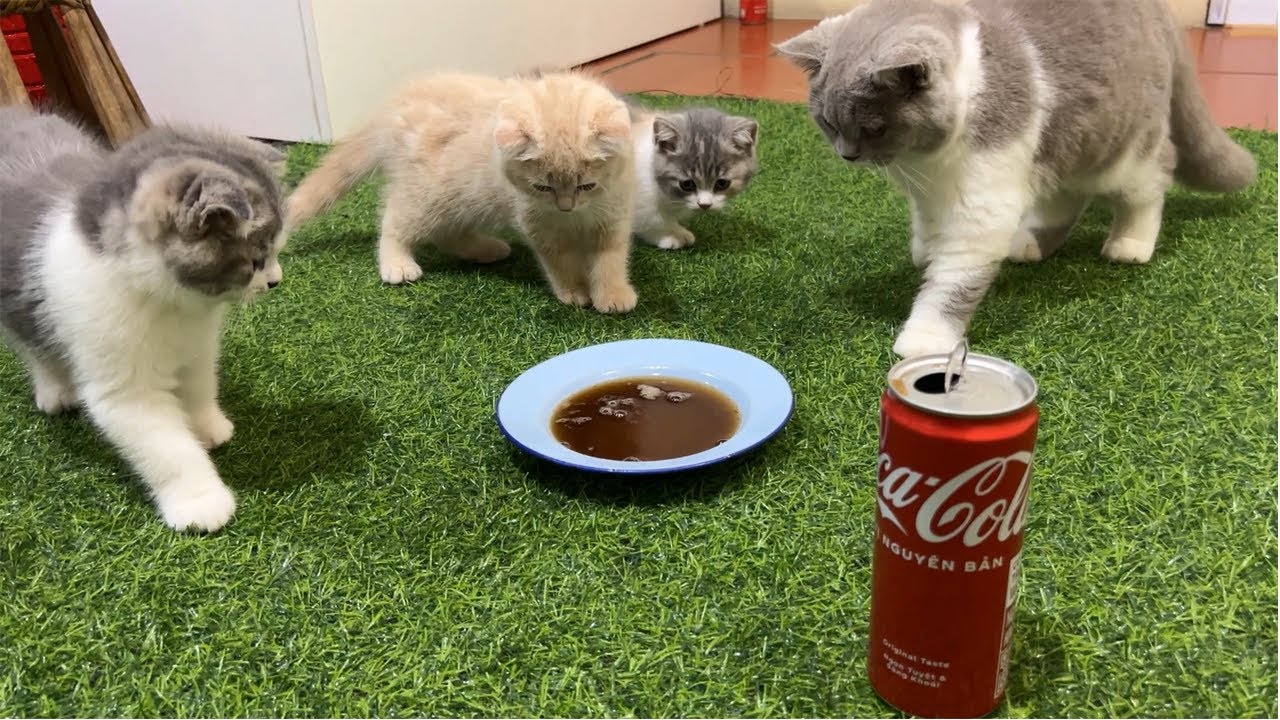 Is Coke Good For Cats