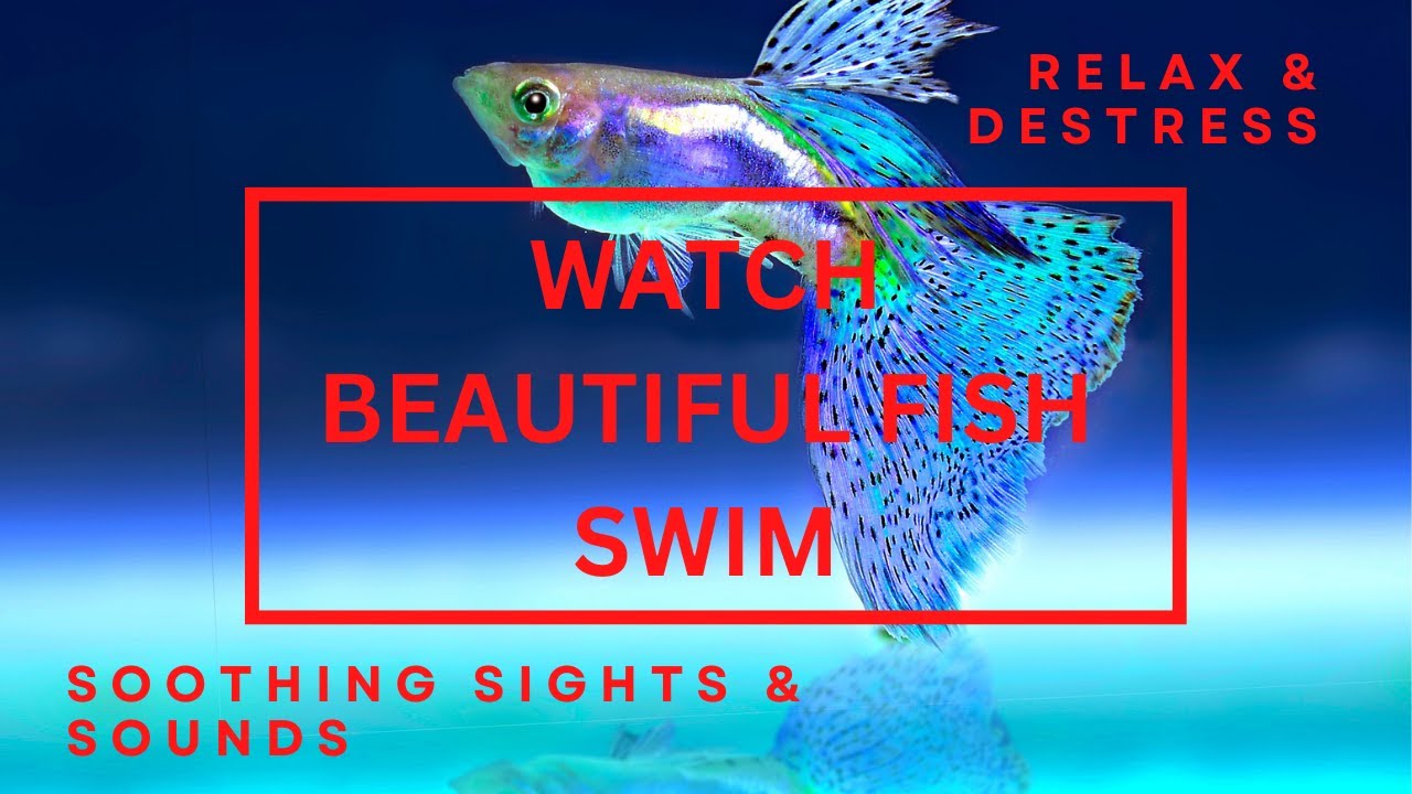 Swim with the Beautiful Fish to Get Relaxed Soothing Sounds & Sights ...