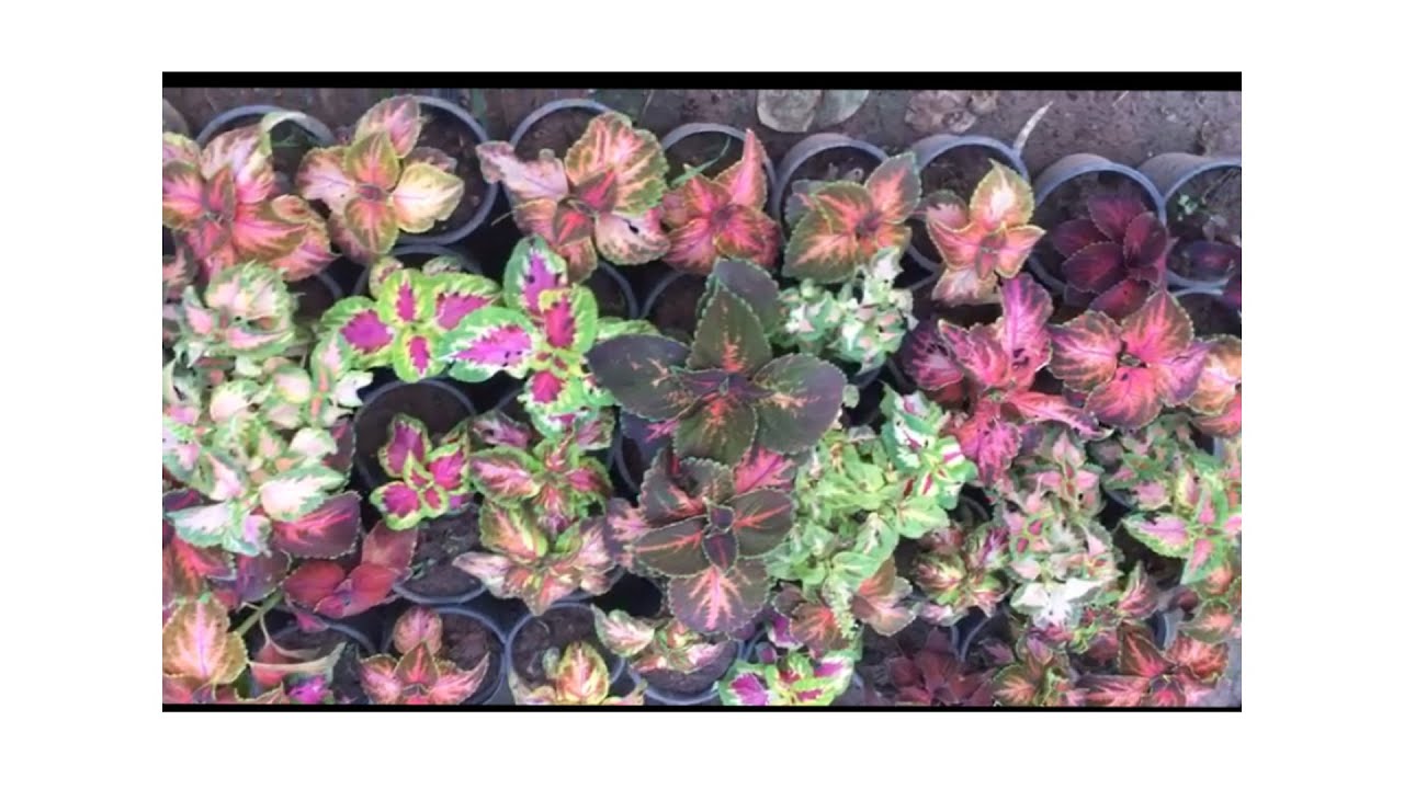 Coleus, Kachnar, Aloe vera, Logath, Leechi, Olive, and many seeds ...