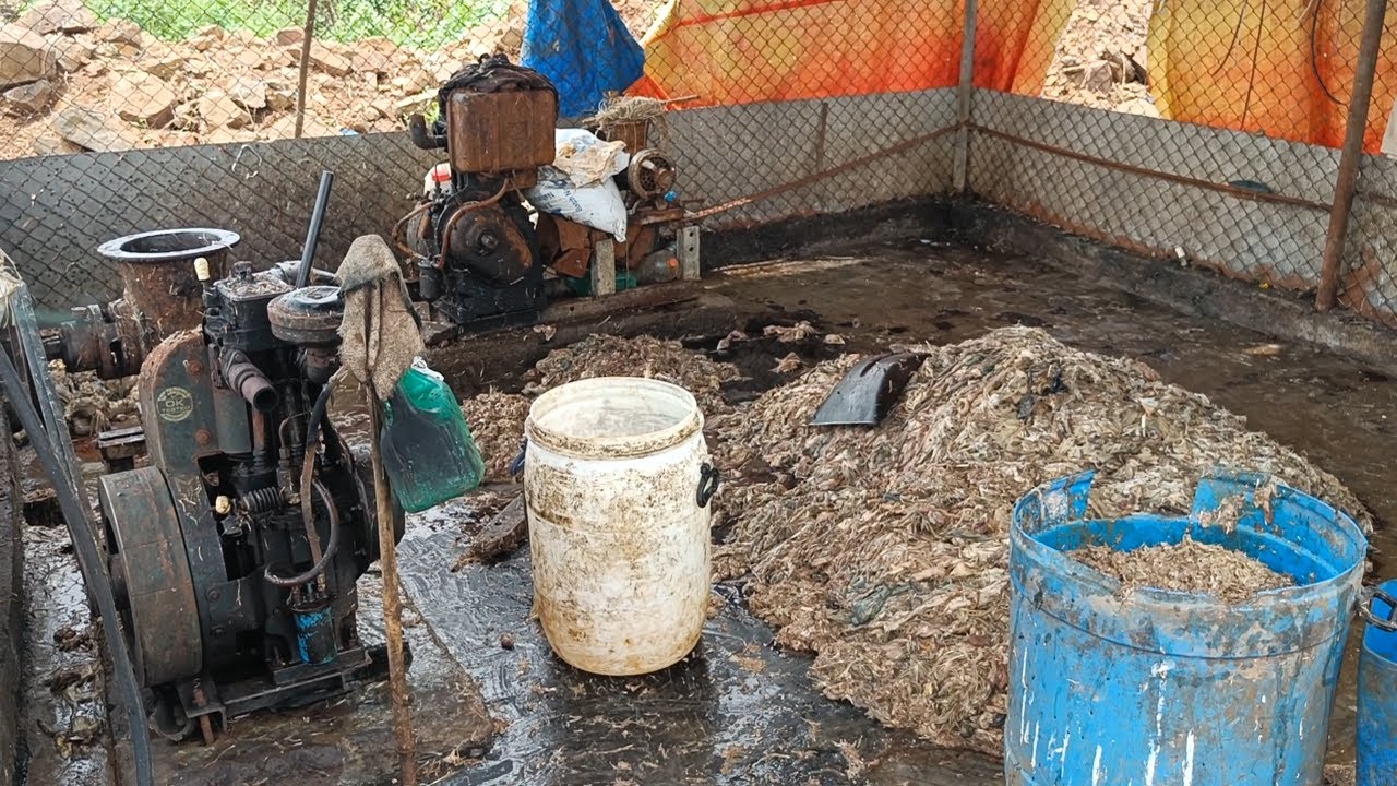 Live Chicken Waste Feeding To Pangasius Fish - YouTube