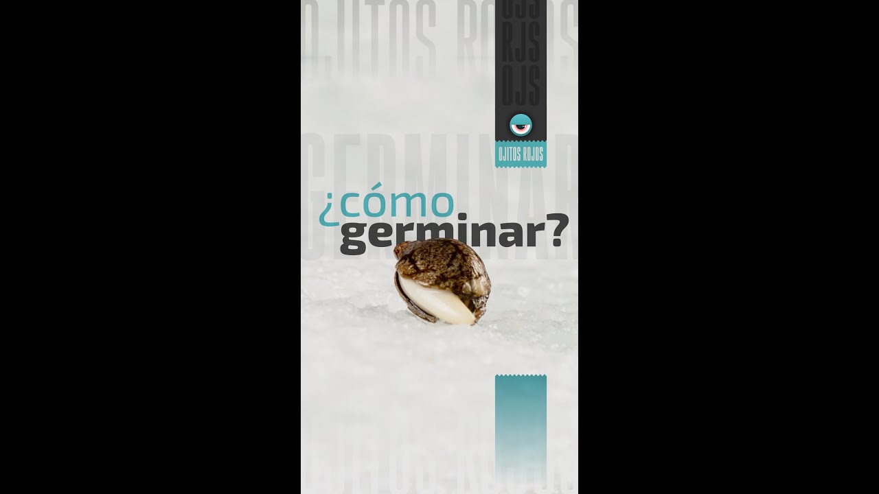 CÓMO GERMINAR - YouTube