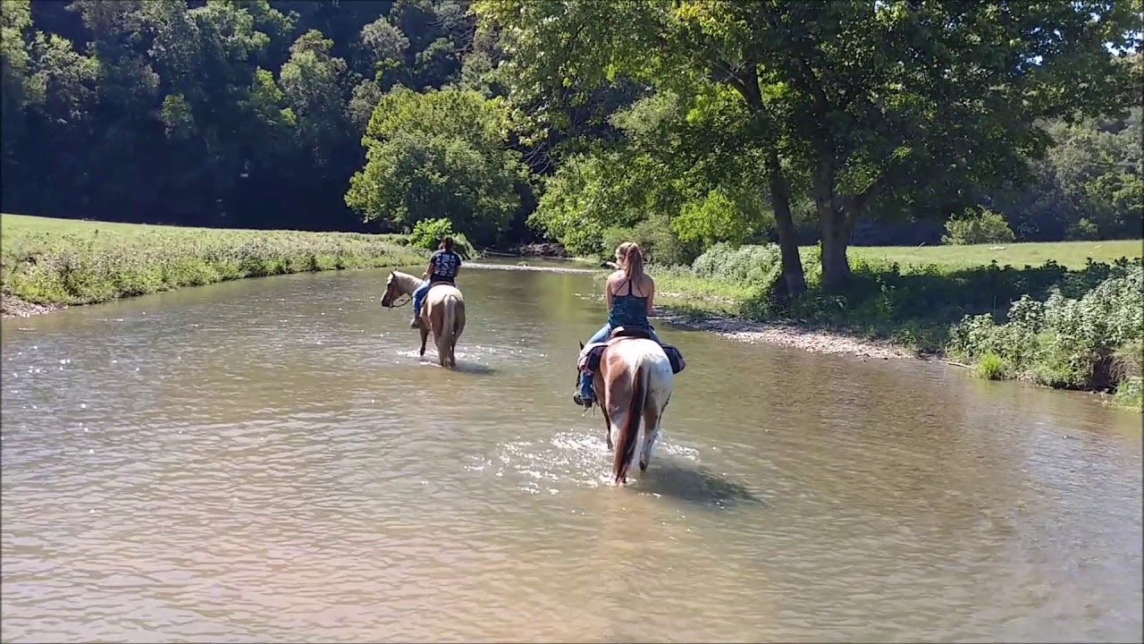 SIR QUINCY BY FRECKLES LONG C TRAIL RIDE WITH IM SHIEK BY FRECKLES ...