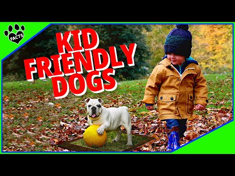 Top 10 Dogs Who Love Children - 10 Dogs That Are Kid-Friendly - TopTenz ...