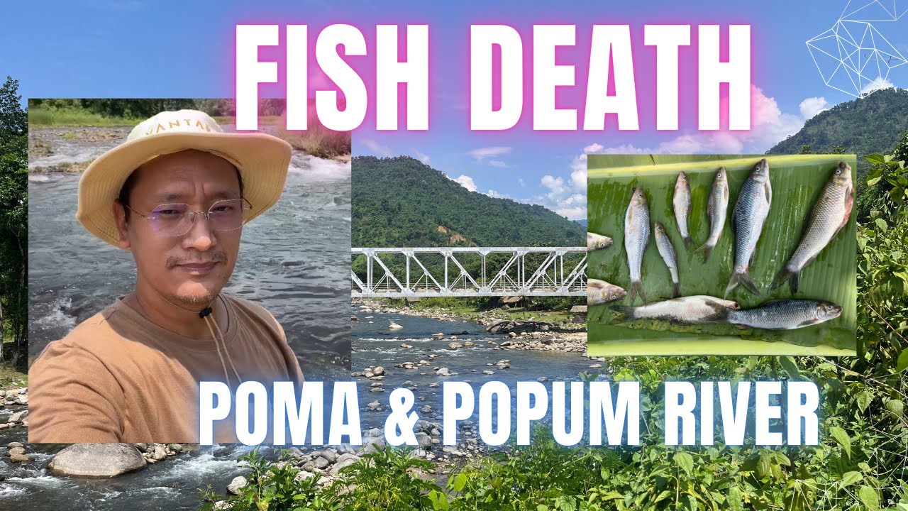 Freshwater Fish death at Poma and Popum River #fishing #wildlife # ...