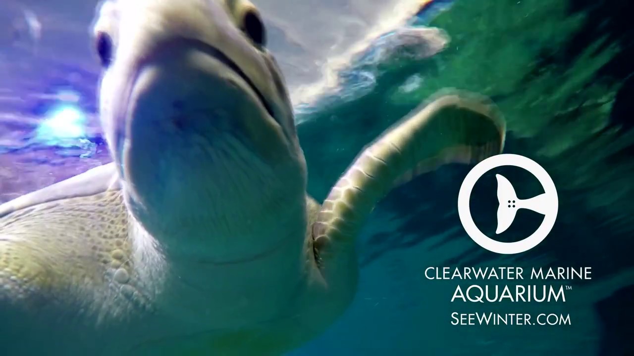 Sea Turtles Swimming Underwater in Mavis' Rescue Hideaway - YouTube