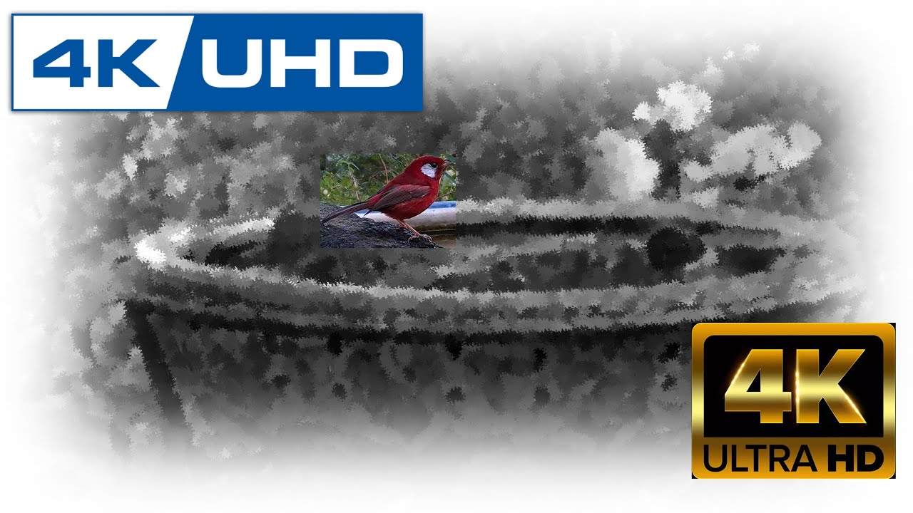 Endemic of México. Red warbler, Cardellina rubra, chipe rojo, reinita ...