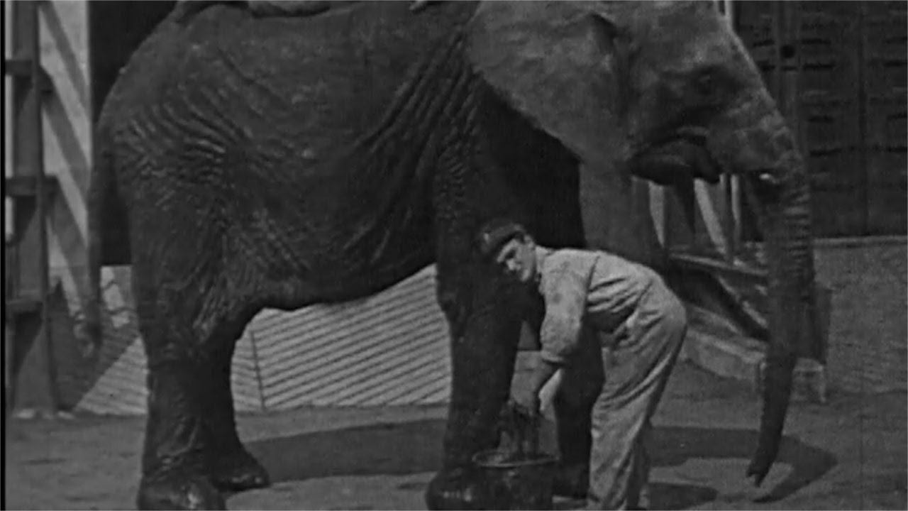 Housekeeping at the Zoo (1920) - YouTube