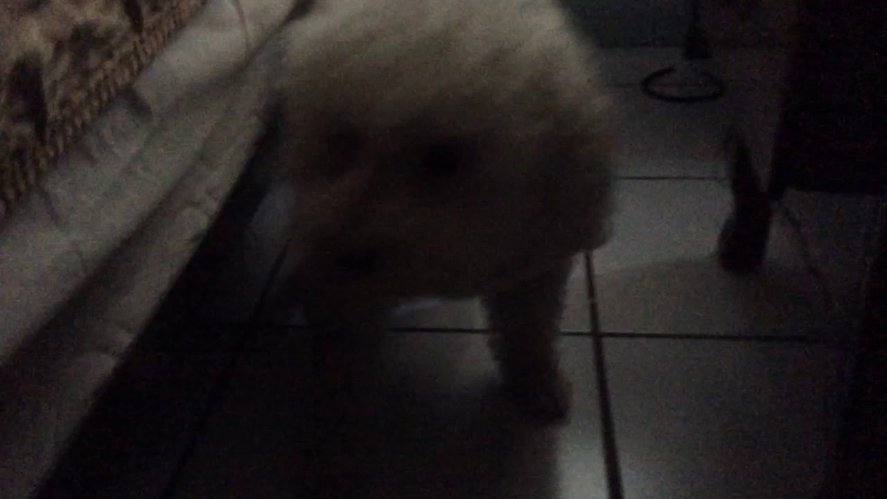Angry bichon 1 - YouTube