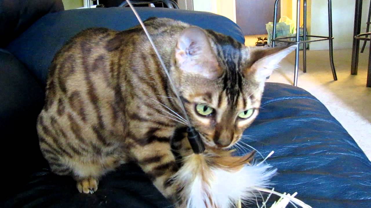 Serenity the Cat plays with her new toy - YouTube