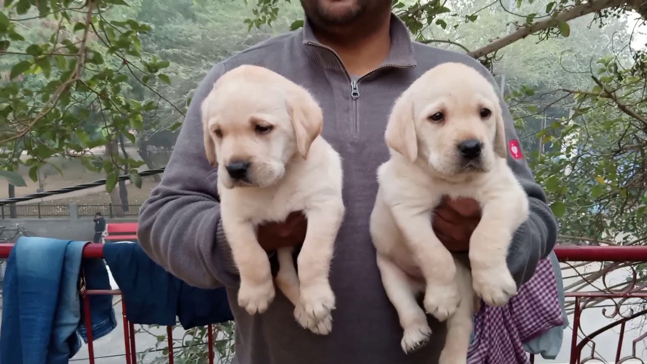 Labrador Puppies Delhi 93509 26445 @Best_Dogs_Deals_India - YouTube